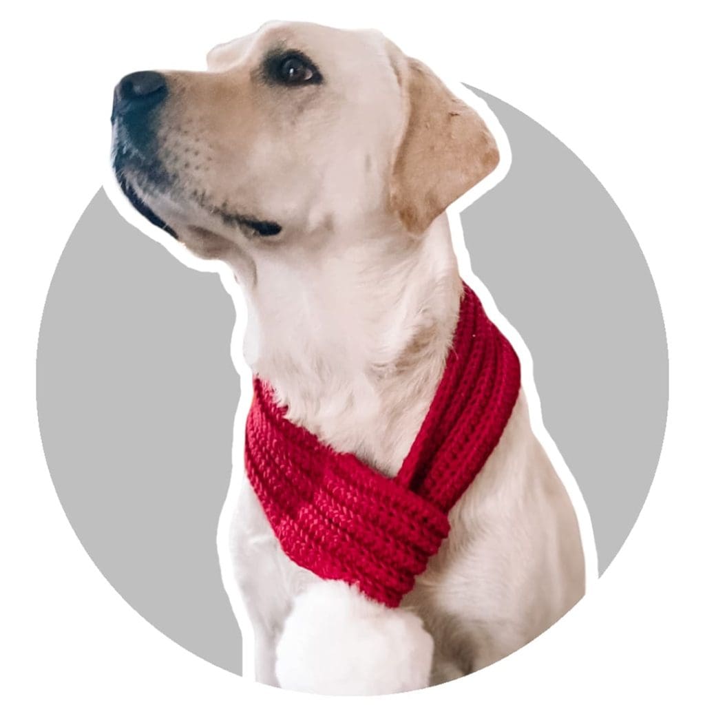 Maisy’s Holiday Dog Scarf – Yarn + Chai Blog